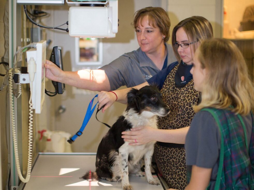 Best Veterinary Hospital In Collinsville, OK 74021 | Eastside ...