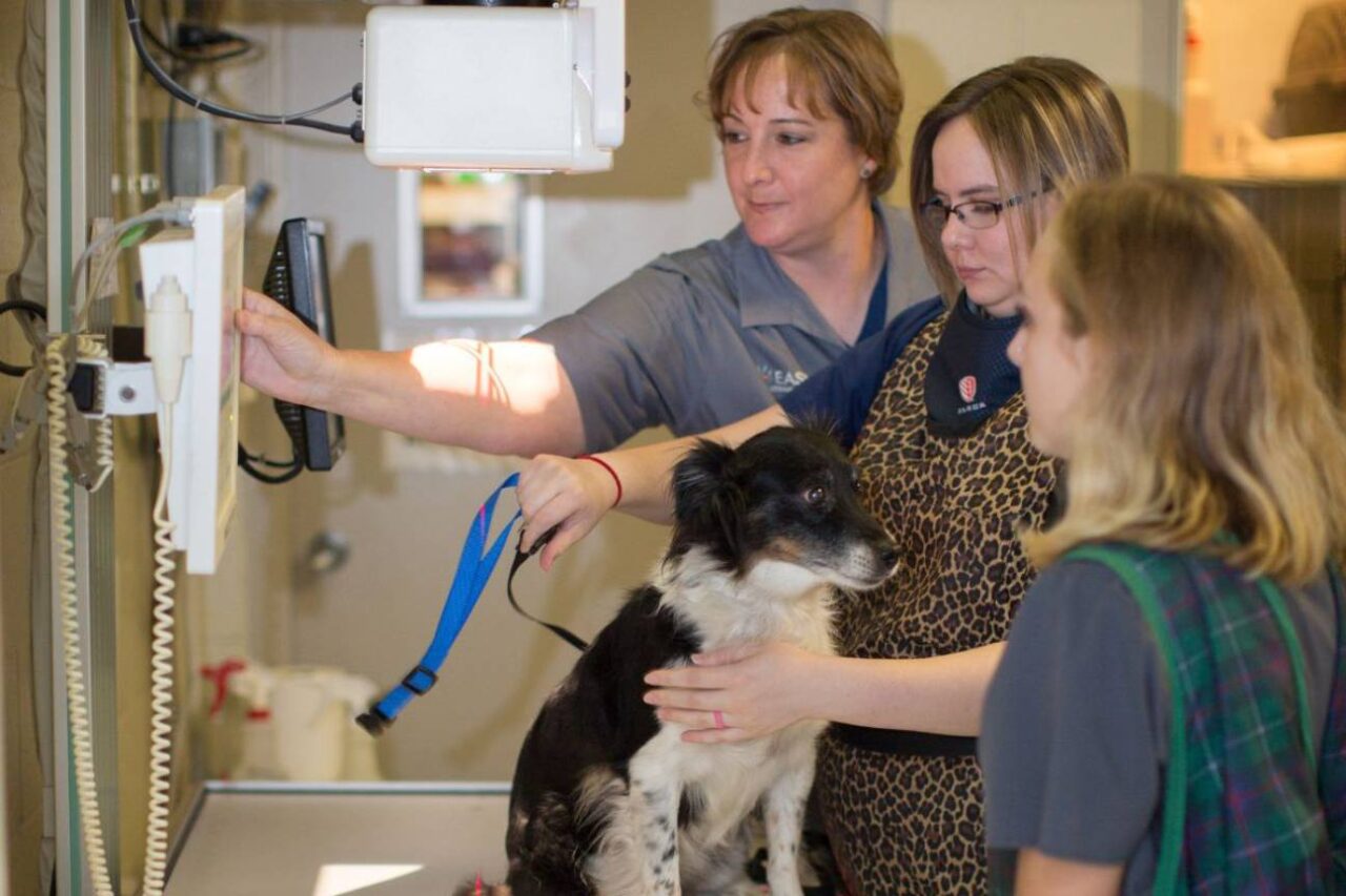 Pet Ultrasound And Pet Digital X-Ray In Collinsville, OK 74021 ...